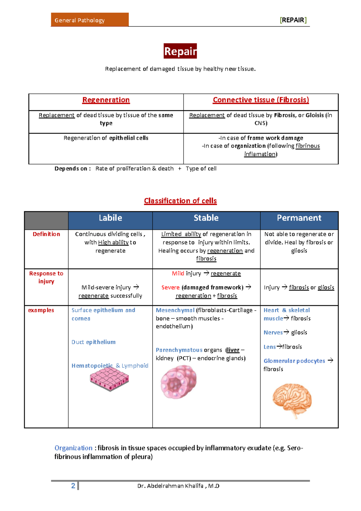 Tissue Repair Summary for Med 101: Key Concepts and Factors - Studocu