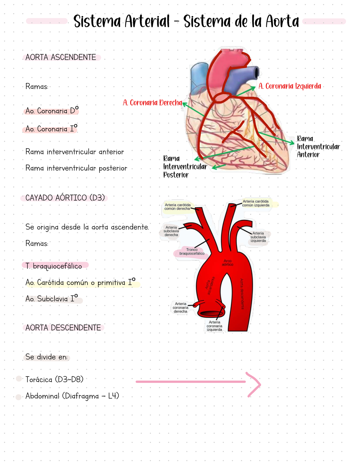 Apuntes sobre el Sistema Arterial: AORTA y Ramas Principales - Studocu