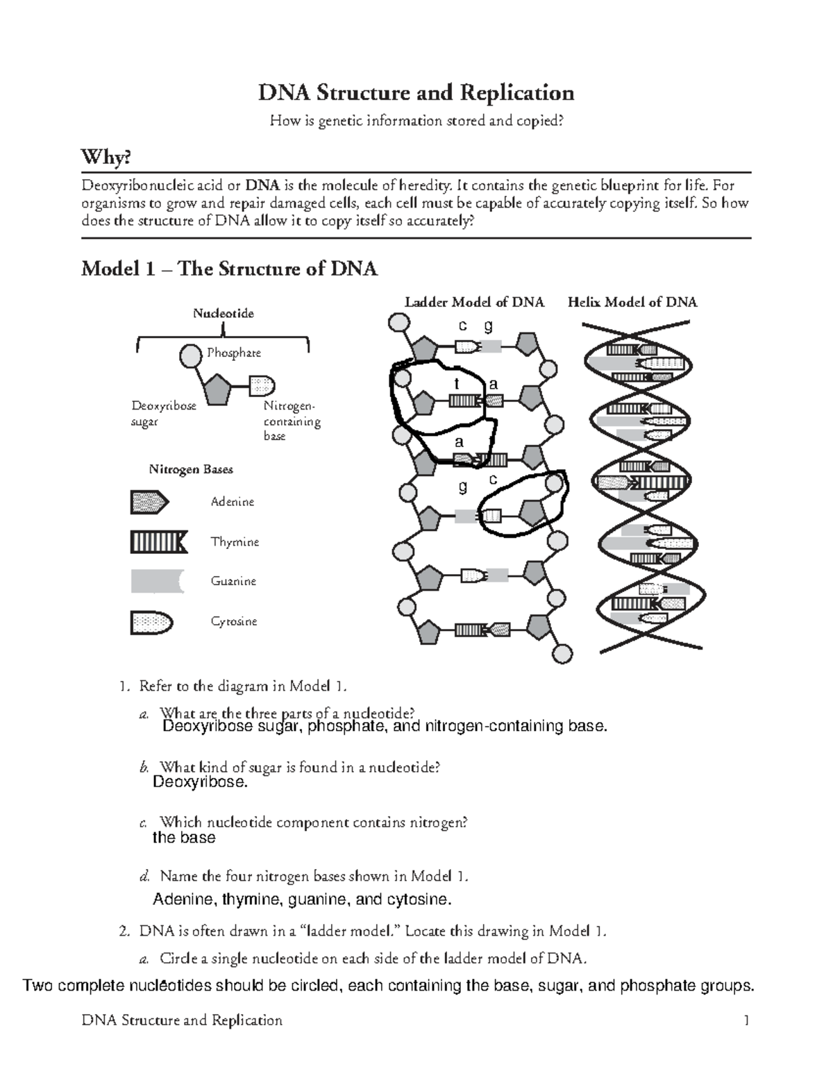 DNA Structure and Replication: Understanding Genetic Information ...