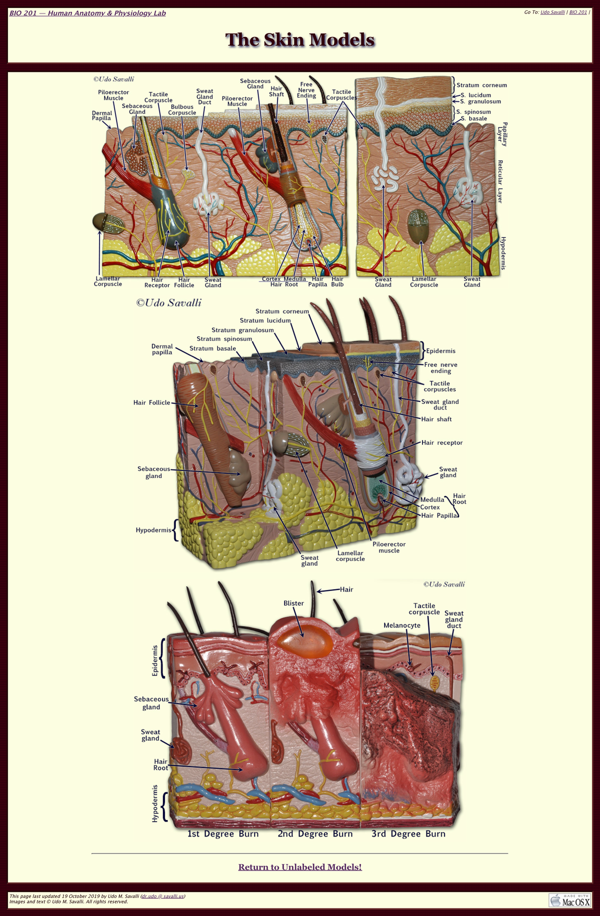 BIO201-Skin - layers of the skin - BIO 201 — Human Anatomy & Physiology ...