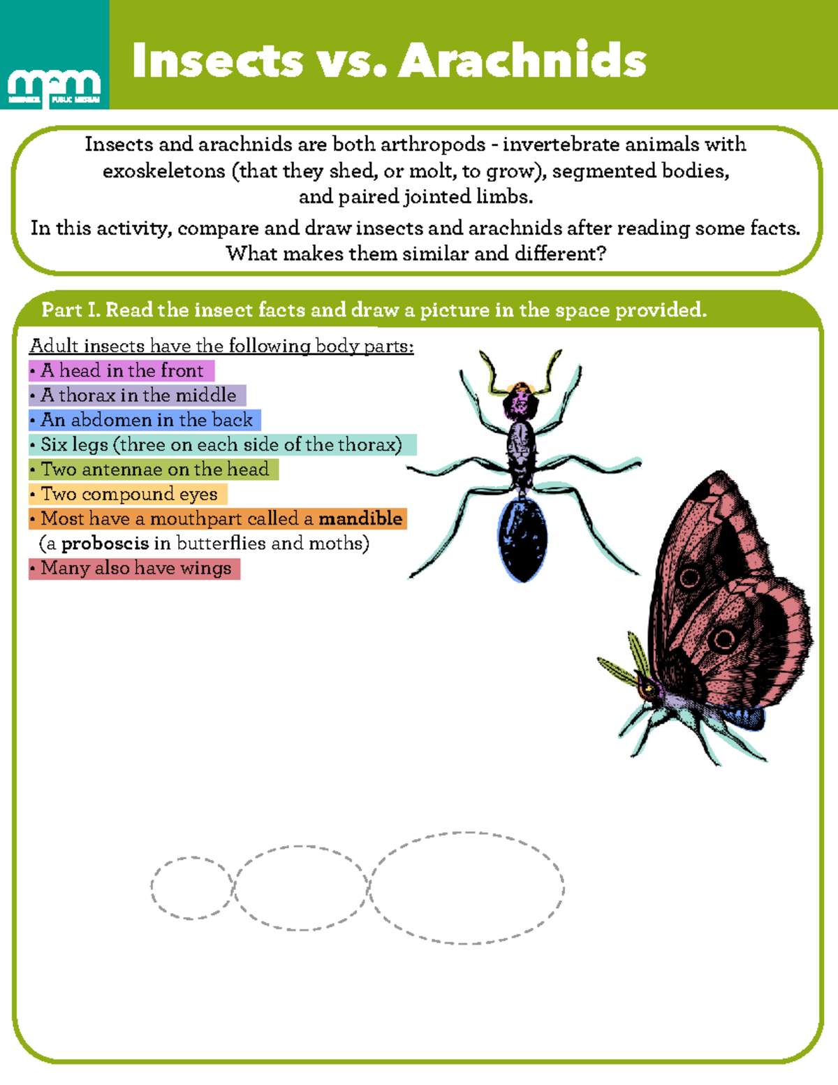 Insects vs. Arachnids: Comparing Features & Characteristics - Studocu