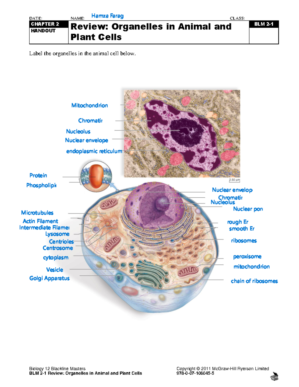 Biology 12: Review Worksheet on Organelles in Animal & Plant Cells ...