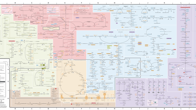 Metabolic Pathways Overview: Full Subway Map V1023 - Studocu