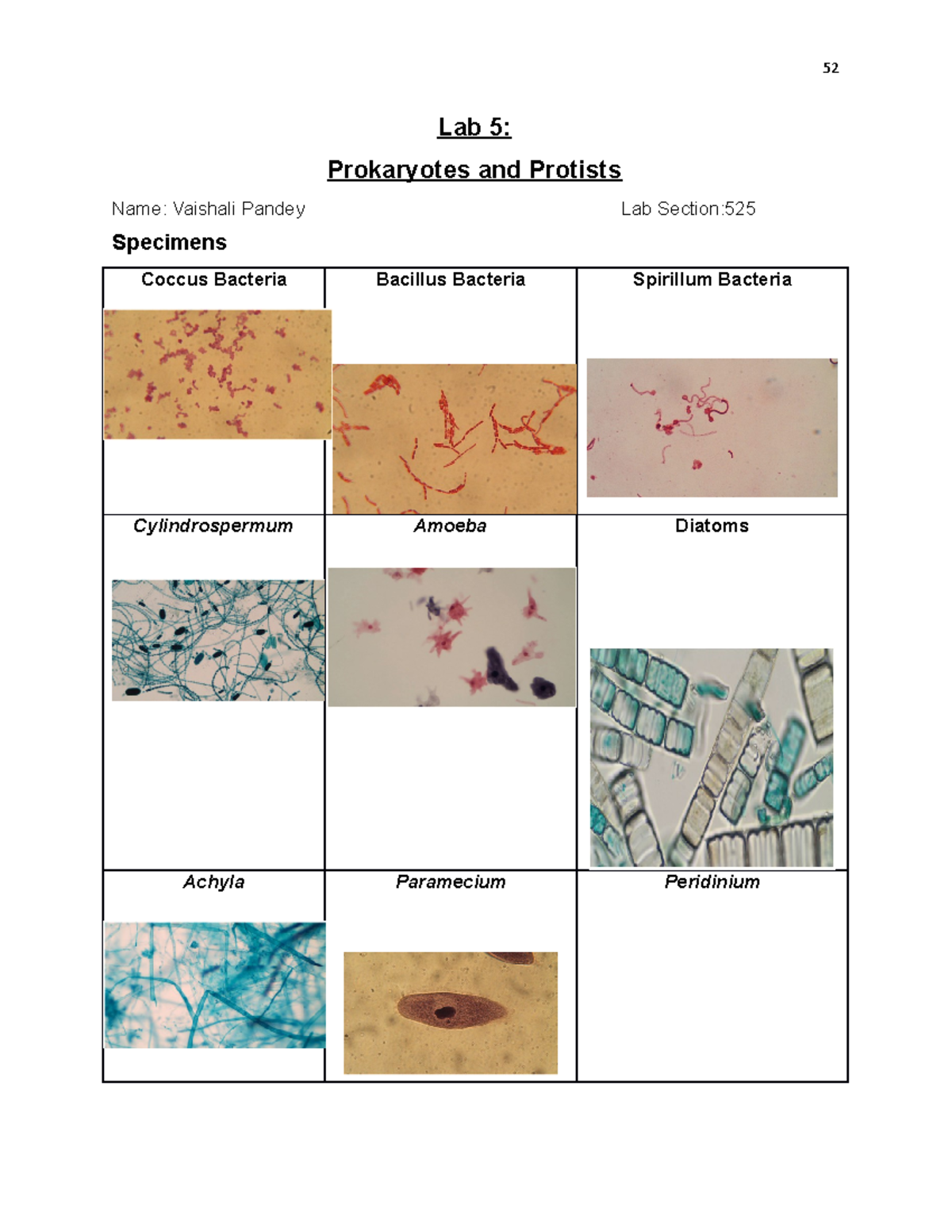 Prokaryotes and protists lab protocol and datasheet v3 cv - Lab 5 ...