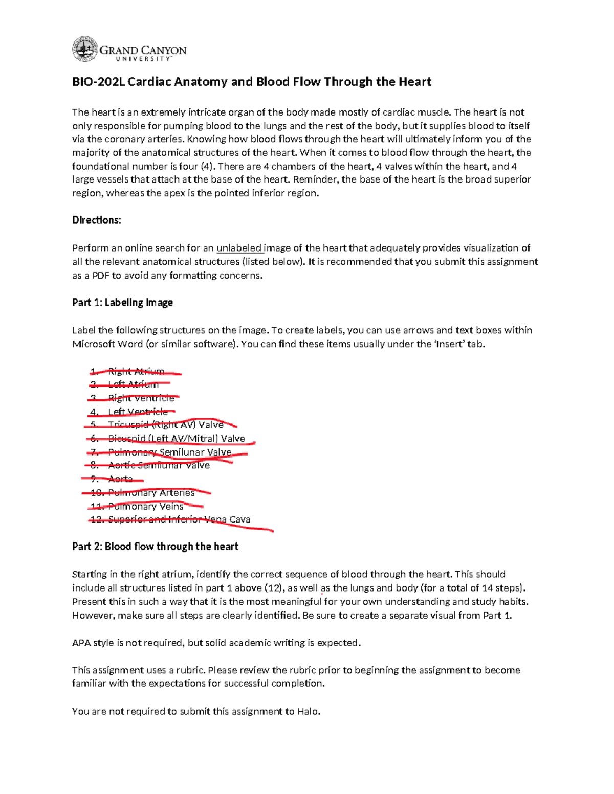 BIO-202L Cardiac Anatomy and Blood Flow Activity Worksheet - Studocu