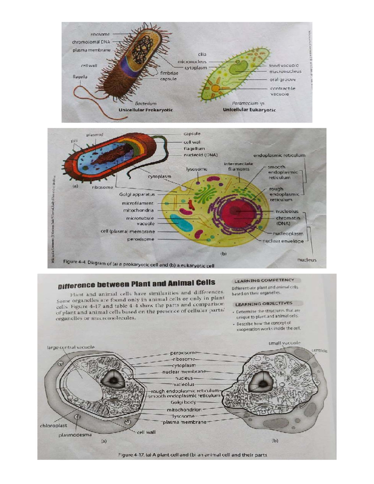 Cell - Worksheet: Comparing Plant and Animal Cells - Studocu