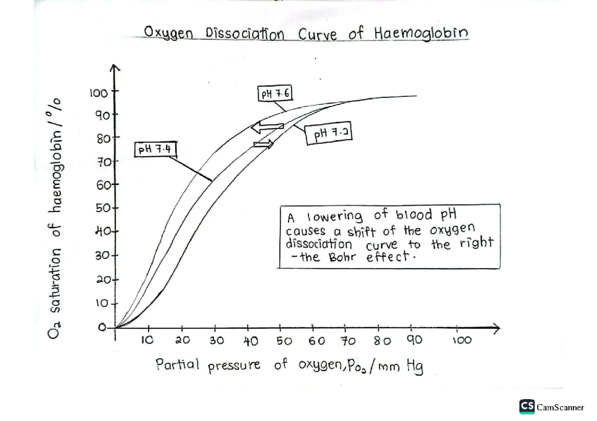 Oxygen Dissociation Curve of Hemoglobin: pH Effects and Bohr Shift ...