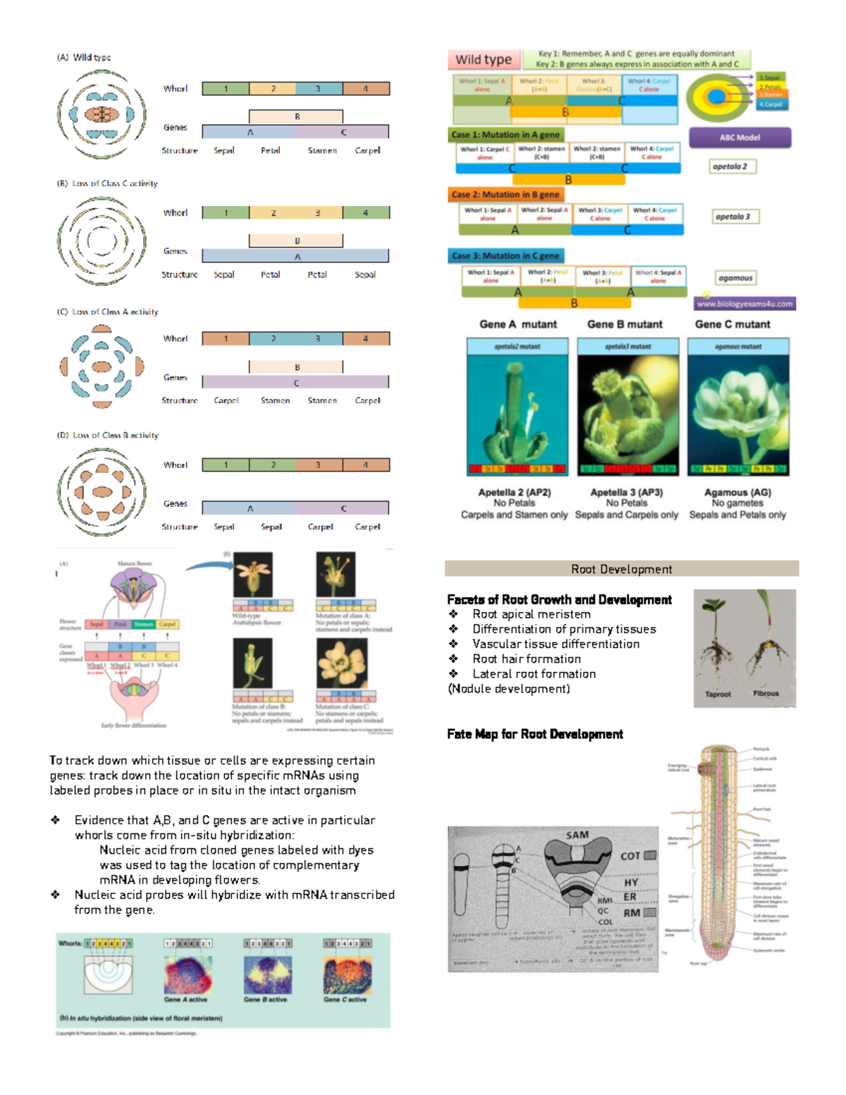 Root and Nodule Development: Insights into Flowering Plant Genetics - Studocu