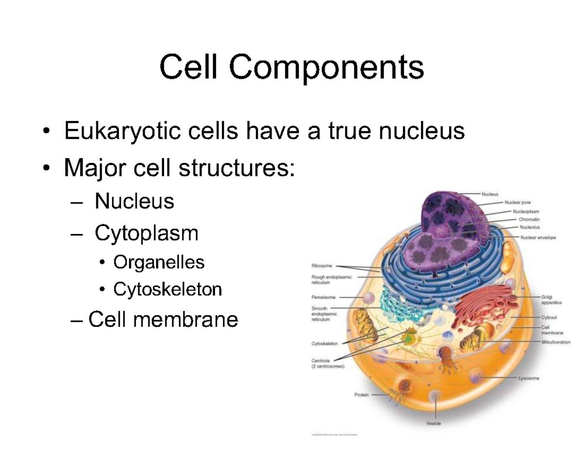 N2100 Cell Biology 4 - Eukaryotic Cell Components Overview - Studocu