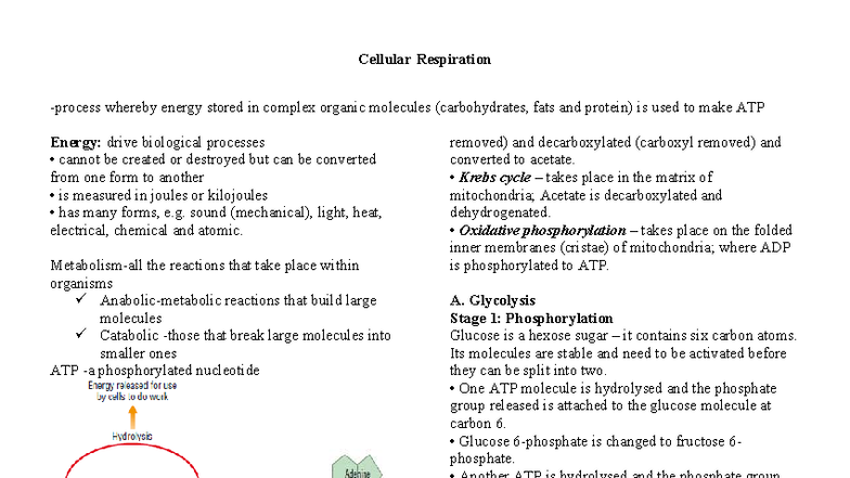 Cellular Respiration: Glycolysis, Krebs Cycle & Oxidative ...