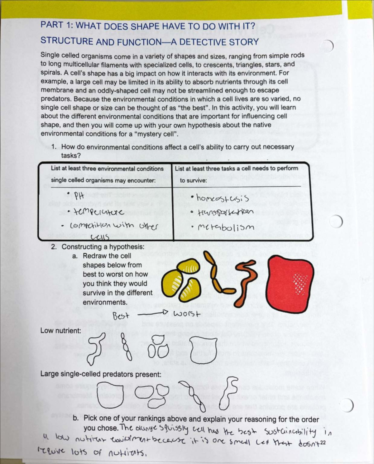 Cell Membrane Structure & Transport: A Study on Single-Celled Organisms ...