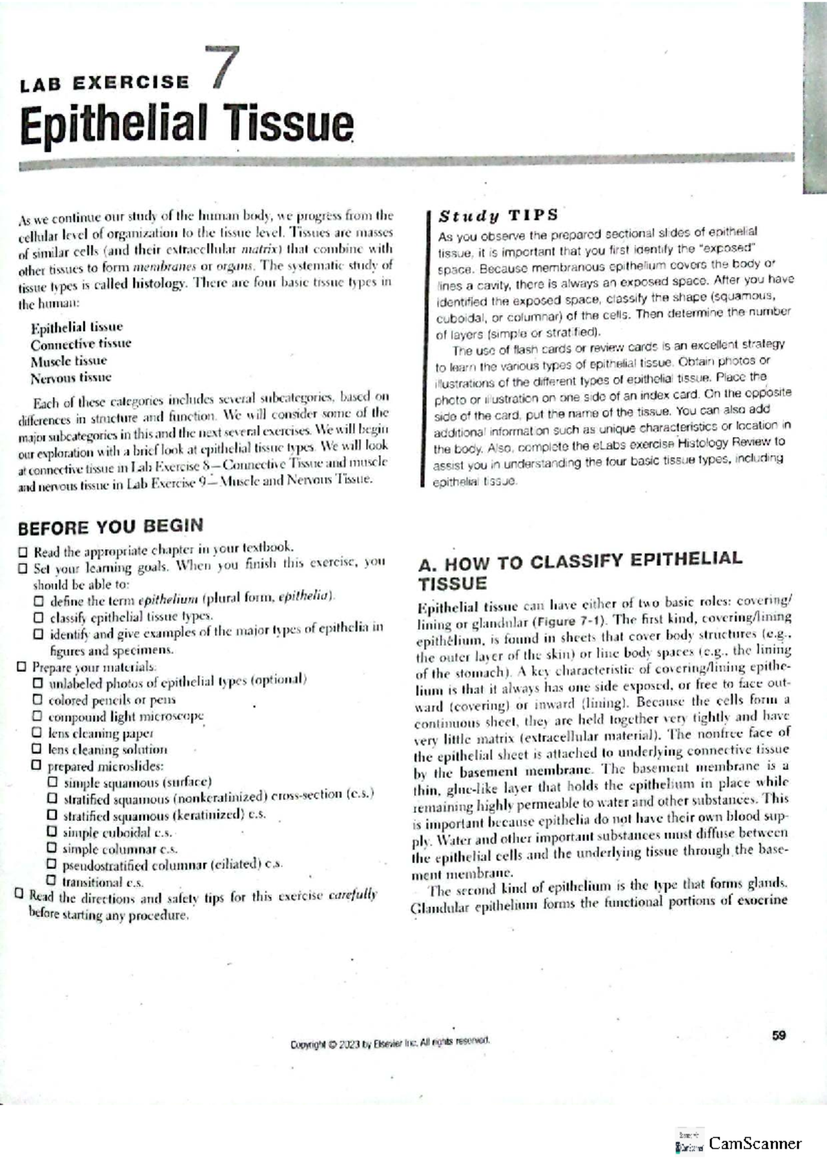 Anaphy - Lab Exercise 7: Epithelial Tissue Classification & Review - Studocu