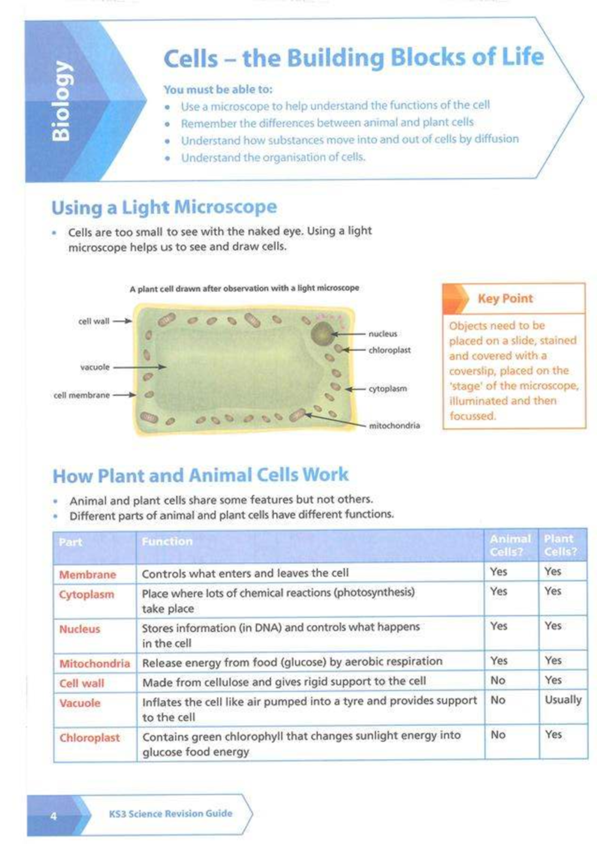 KS3 Biology Revision: Cells, Photosynthesis, and Ecosystems - Studocu