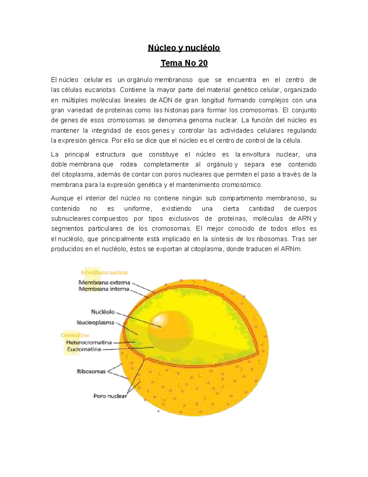 Tema 20: Núcleo y Nucléolo - Estructura y Funciones Celulares - Studocu