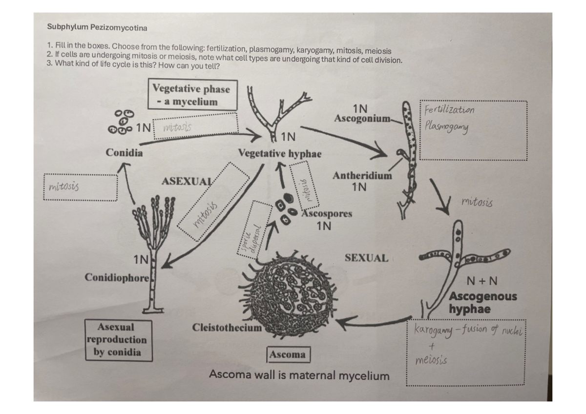 Life Cycle Of Psilotum Notes