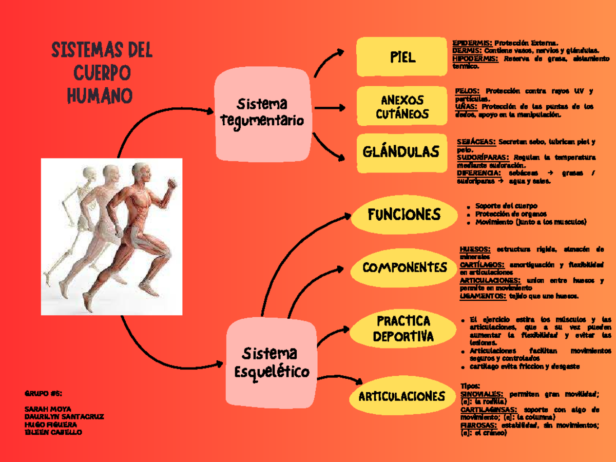 Anatomía, cuadro comparativo; Sarah Moya y compañia - PIEL ANEXOS ...