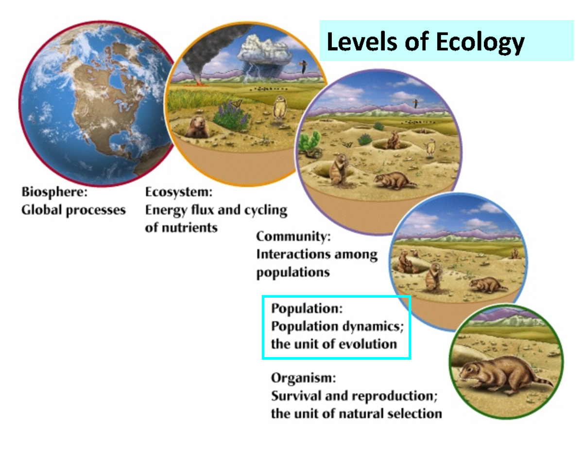 Levels of Ecology: Population Dynamics and Life Tables - Levels of ...