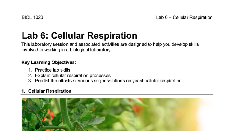 BIOL 1020 Lab 6: Exploring Cellular Respiration in Yeast - Studocu