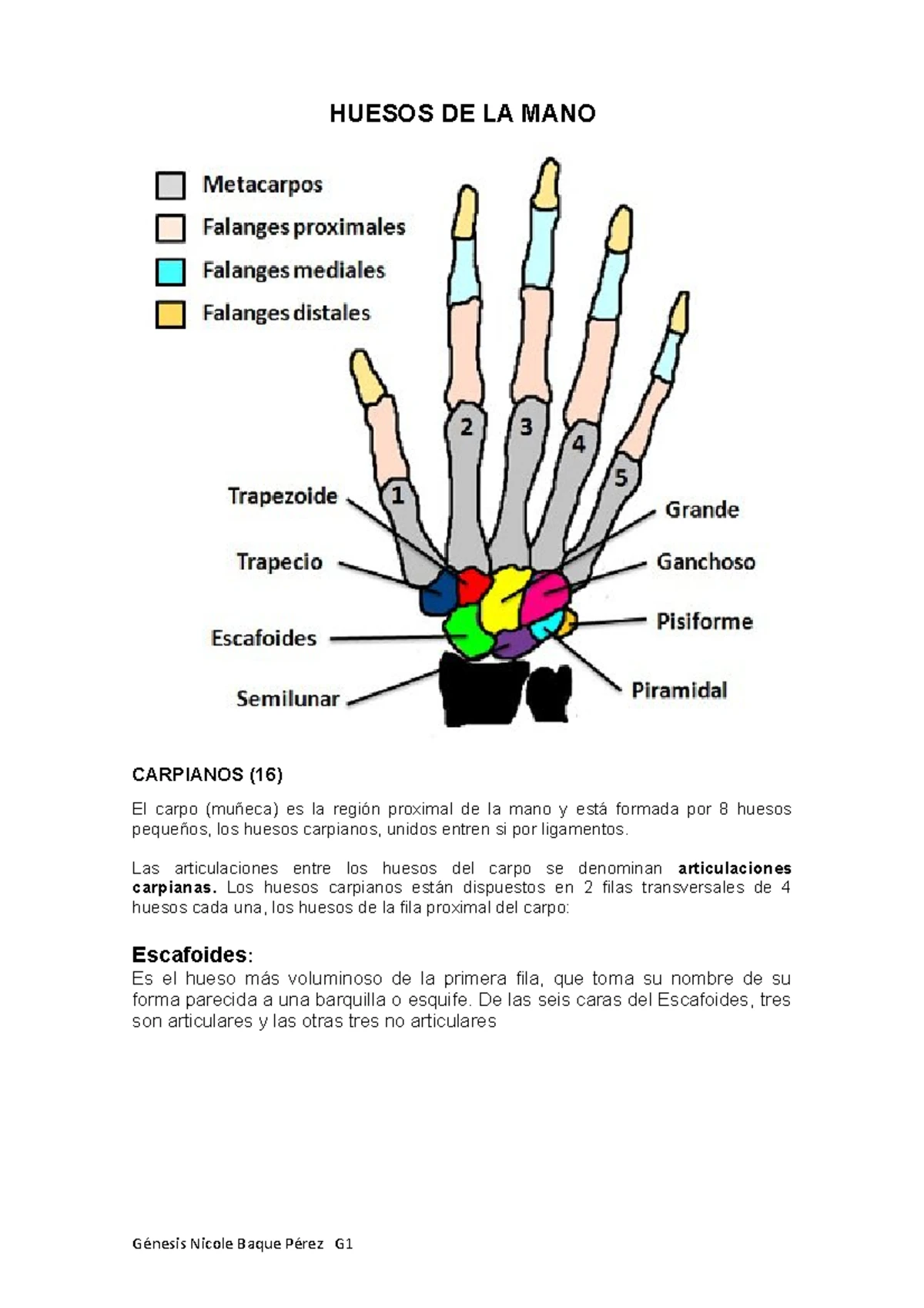 Material de Exposición sobre el Hueso Esfenoides (Anatomía) - Studocu
