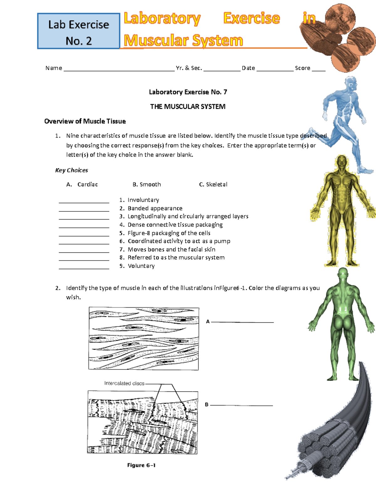 Muscular System Lab Exercise - Laboratory Exercise No. 7 THE MUSCULAR ...
