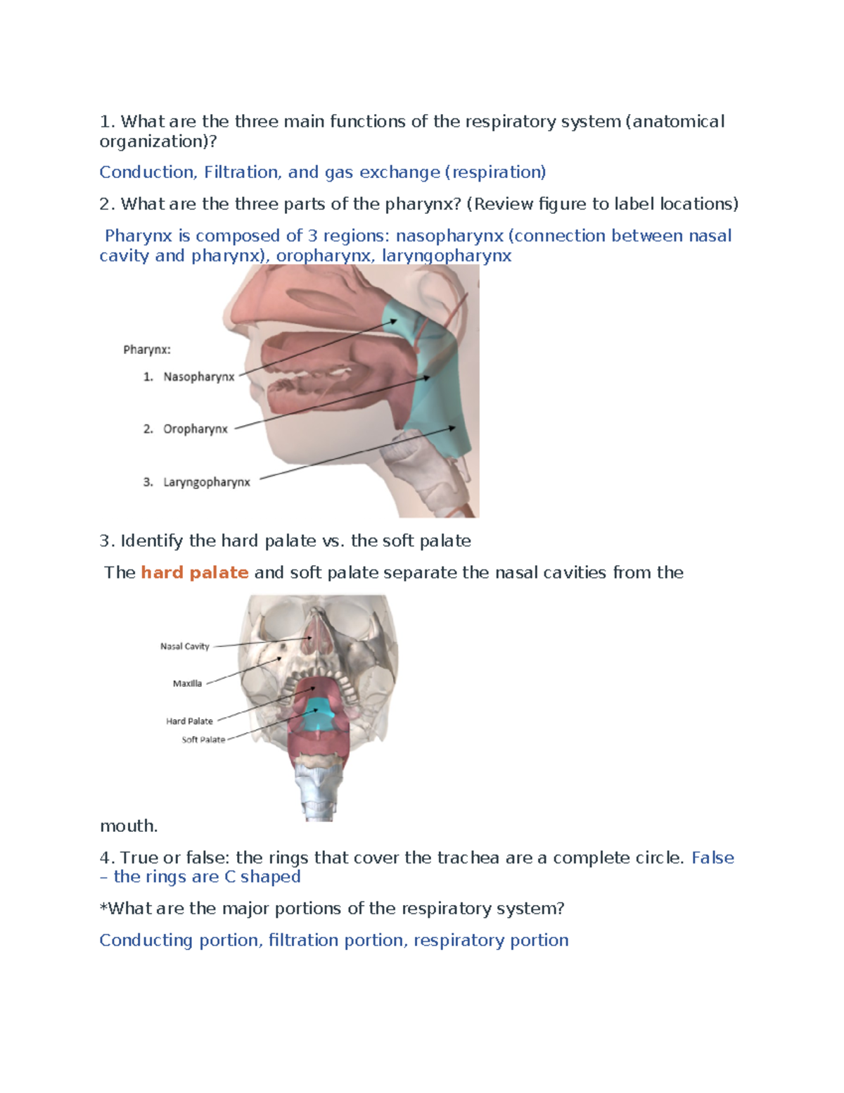 Respiratory Systems - Study Guide (Module 1) - Studocu