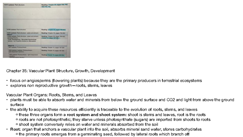 Chapter 35: Vascular Plant Structure & Growth in Angiosperms - Studocu