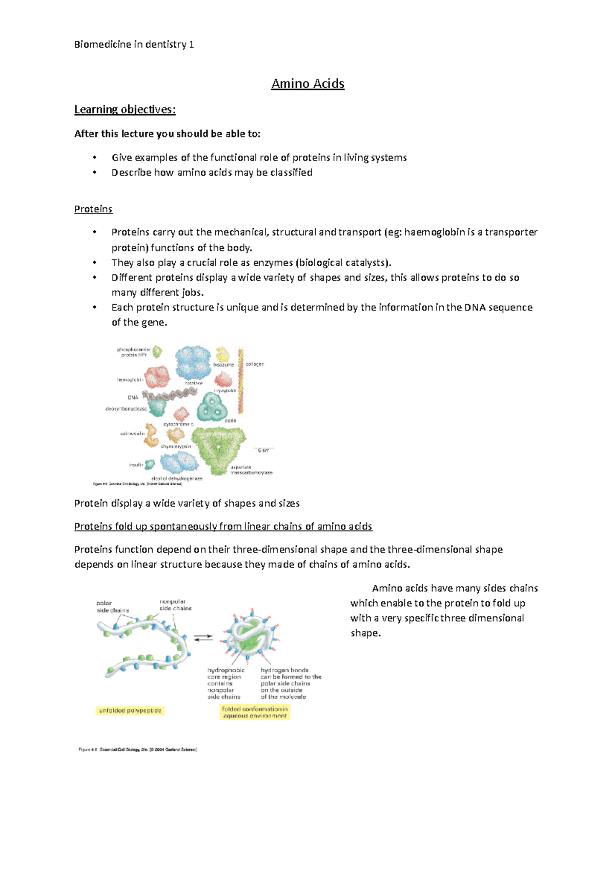 Amino Acids: Key Concepts and Functions in Proteins - Lecture Notes ...