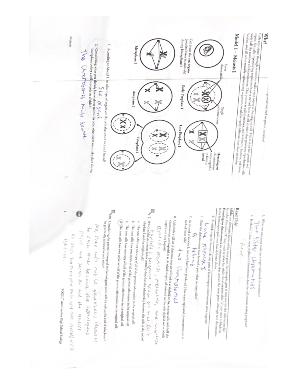 Scanned Documents - Meiosis How does sexual reproduction lead to ...