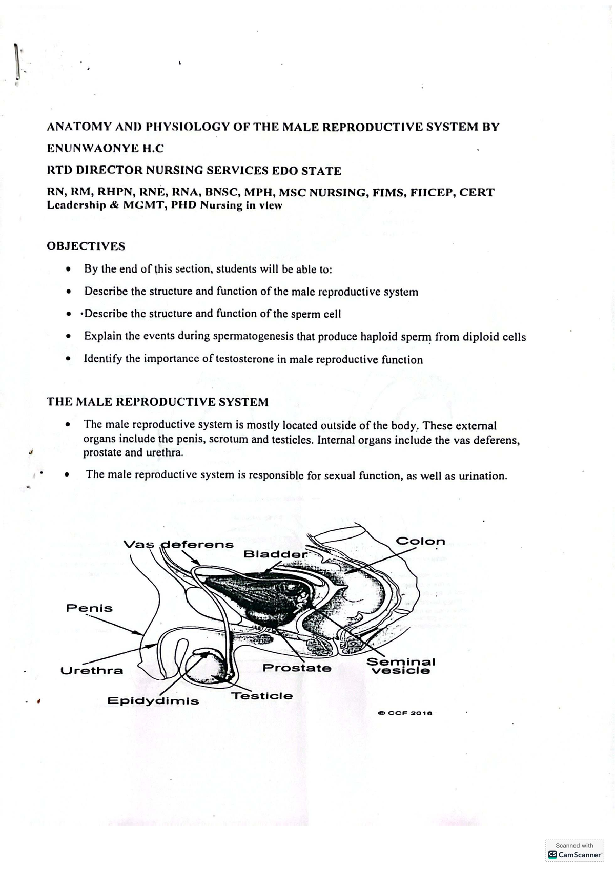 MCH 2016 Anatomy of the Male Reproductive System: Structure & Function ...