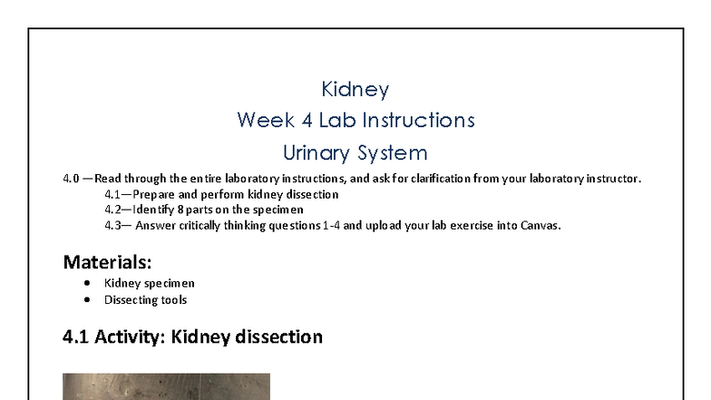 BIOS256 Week 4 Lab: Kidney Dissection Instructions and Activities - Studocu