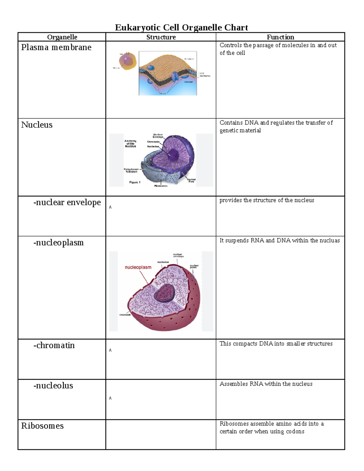 Eukaryotic & Prokaryotic Cell Organelle Chart - Functions & Structures ...
