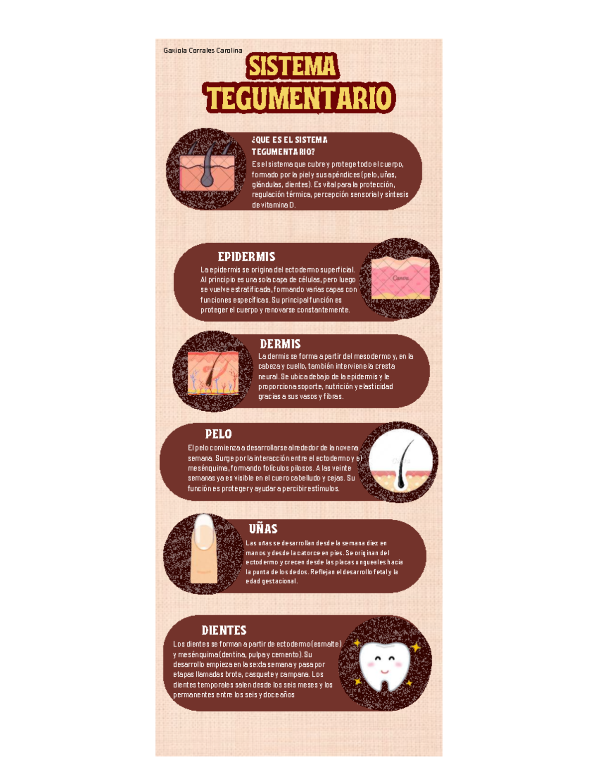 Infografía del Sistema Tegumentario: Estructura y Funciones - Studocu