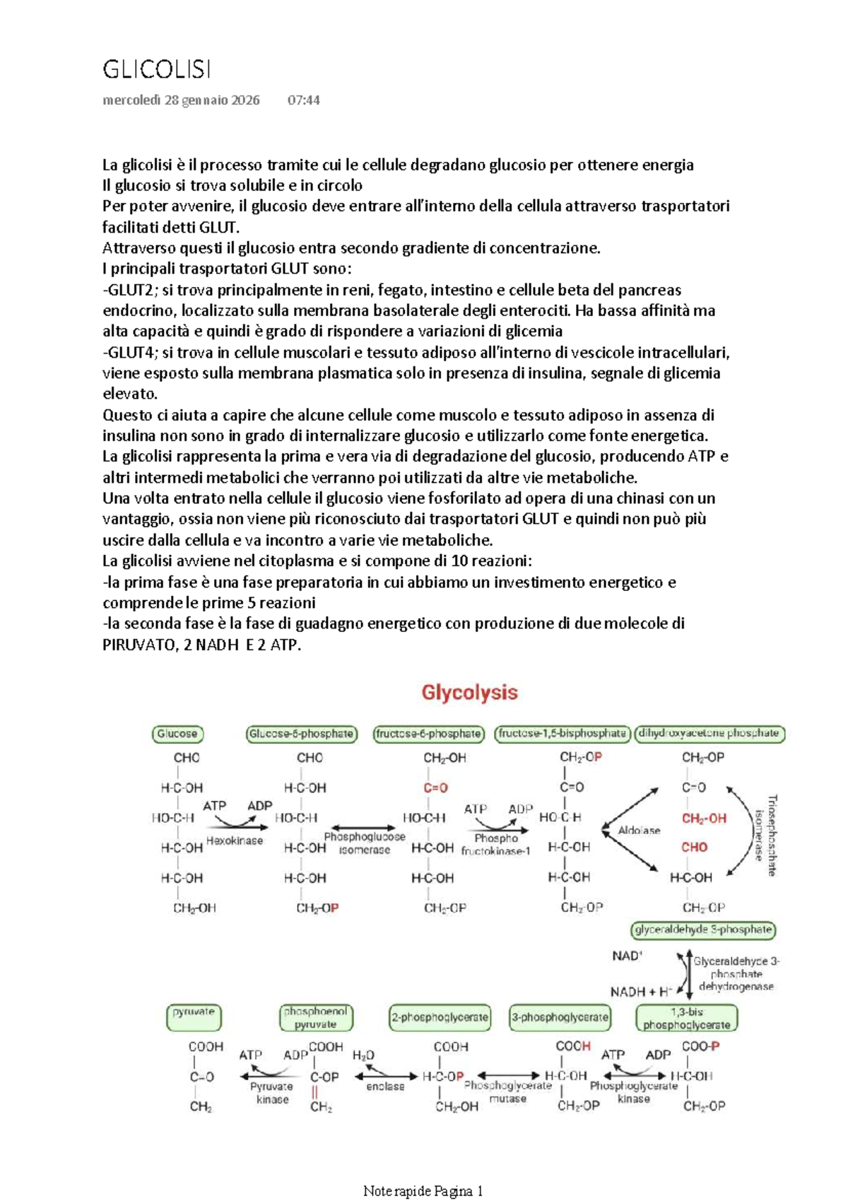 Glicolisi: Appunti e Integrazioni per il Corso di Biologia 2026 - Studocu