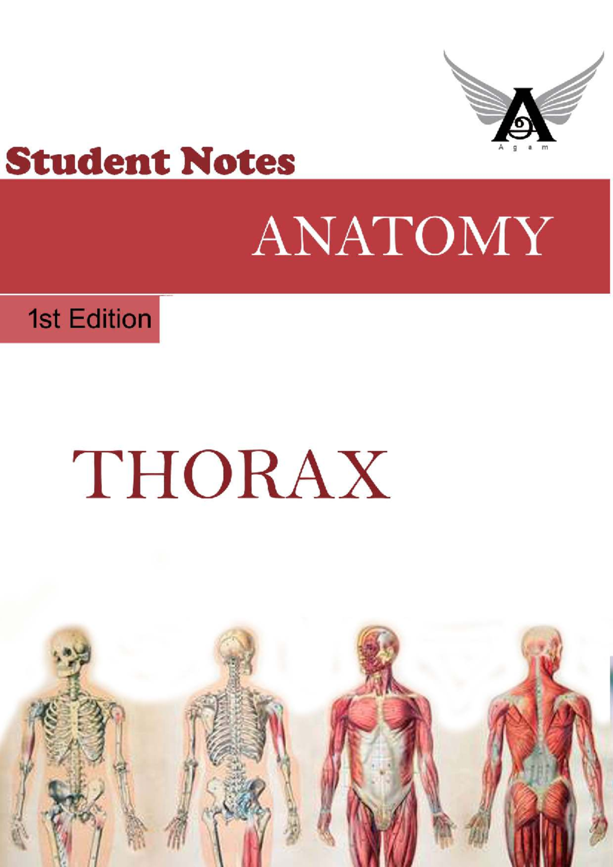 Thorax Anatomy Notes - AGAM D&R 2020 Team - Studocu