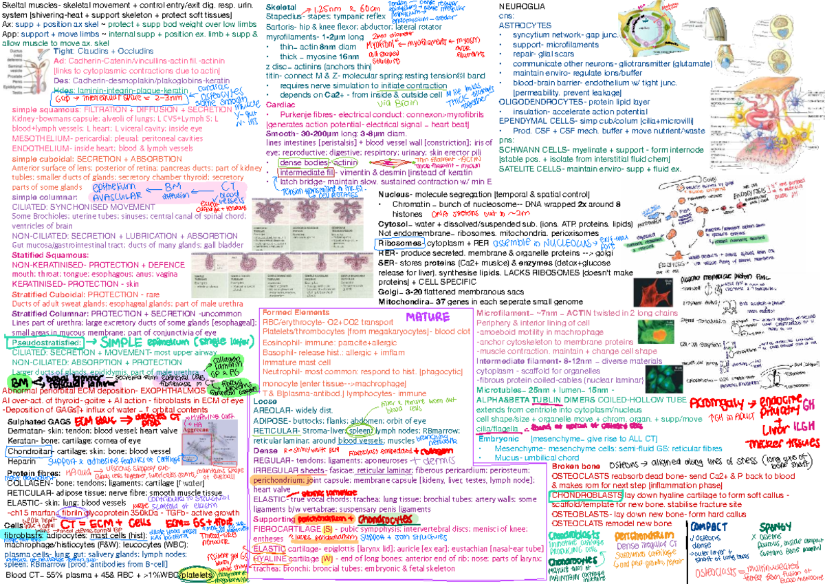 Biosci Cheat Sheet Final: Skeletal Movement & Support Systems - Studocu