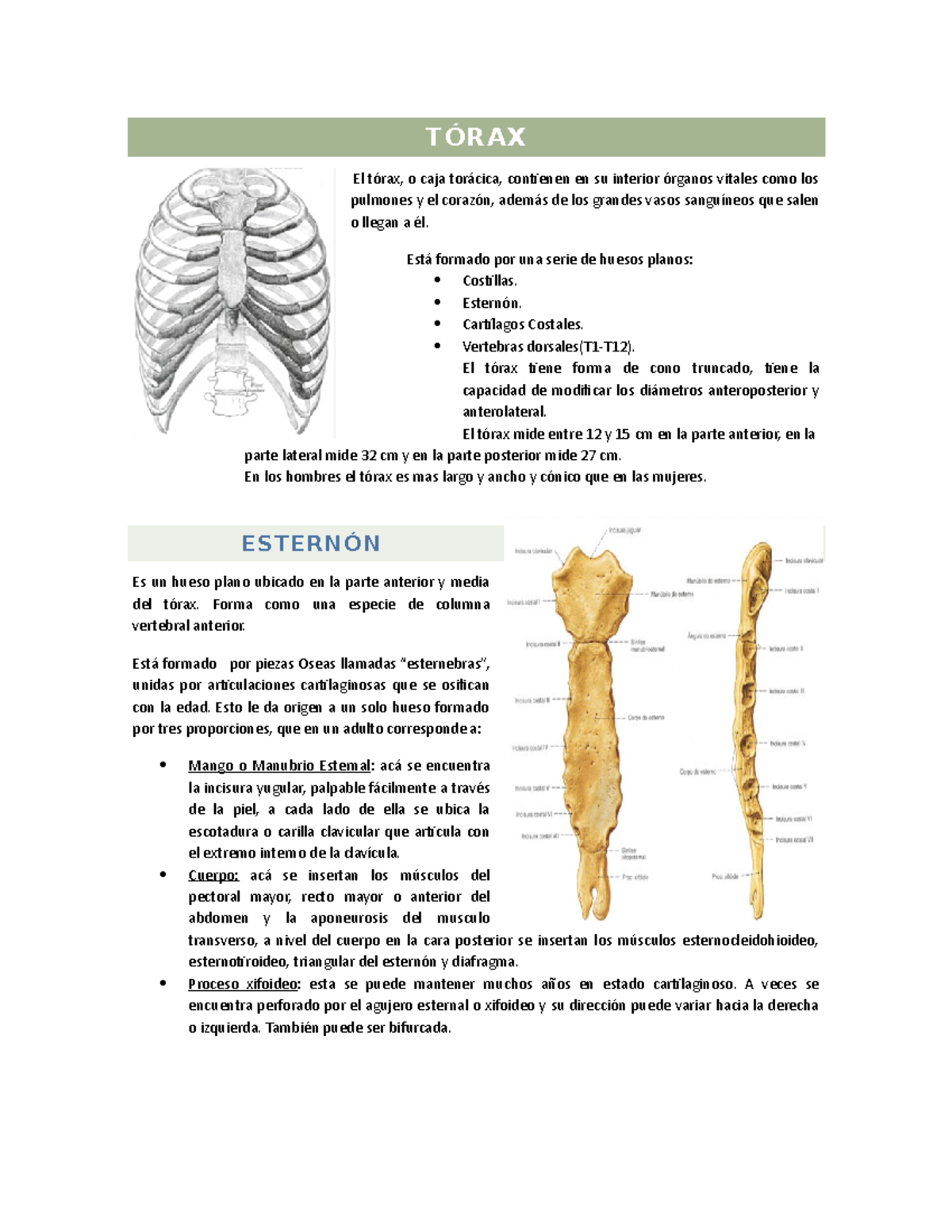 Estructura y Función del Tórax y Extremidades Superiores/Inferiores ...
