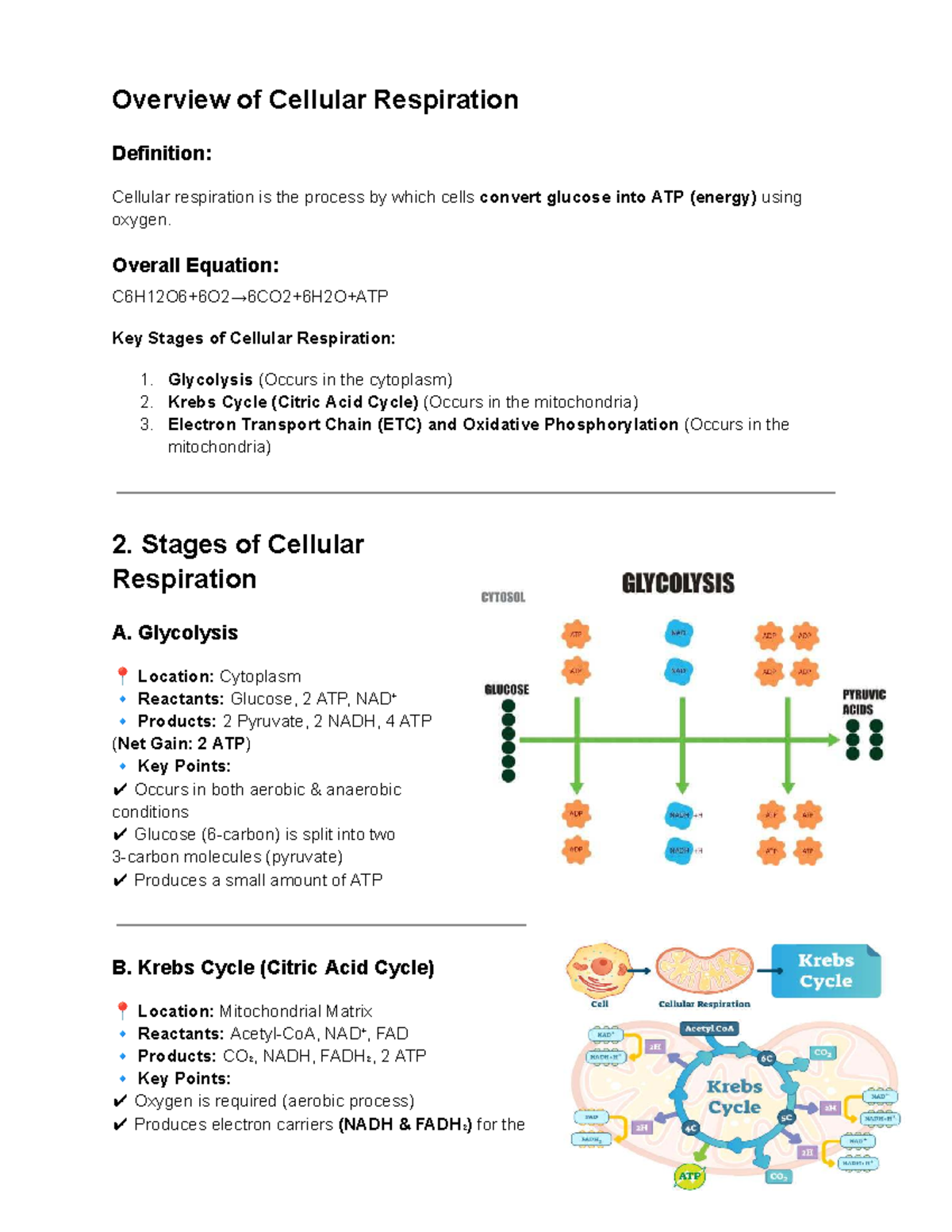 Study Guide for Cellular Respiration (BIO 101) - Studocu