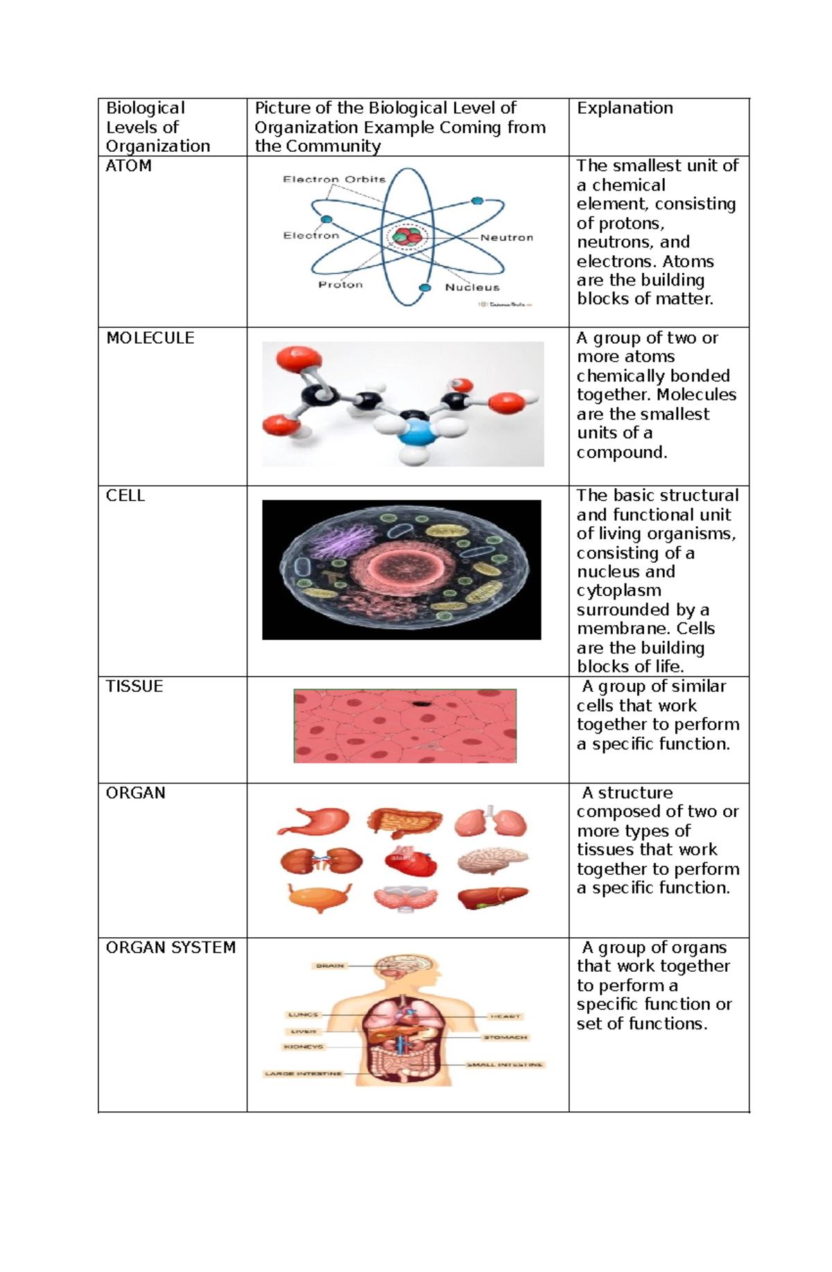 Biological Levels of Organization: From Atoms to Ecosystems - Studocu