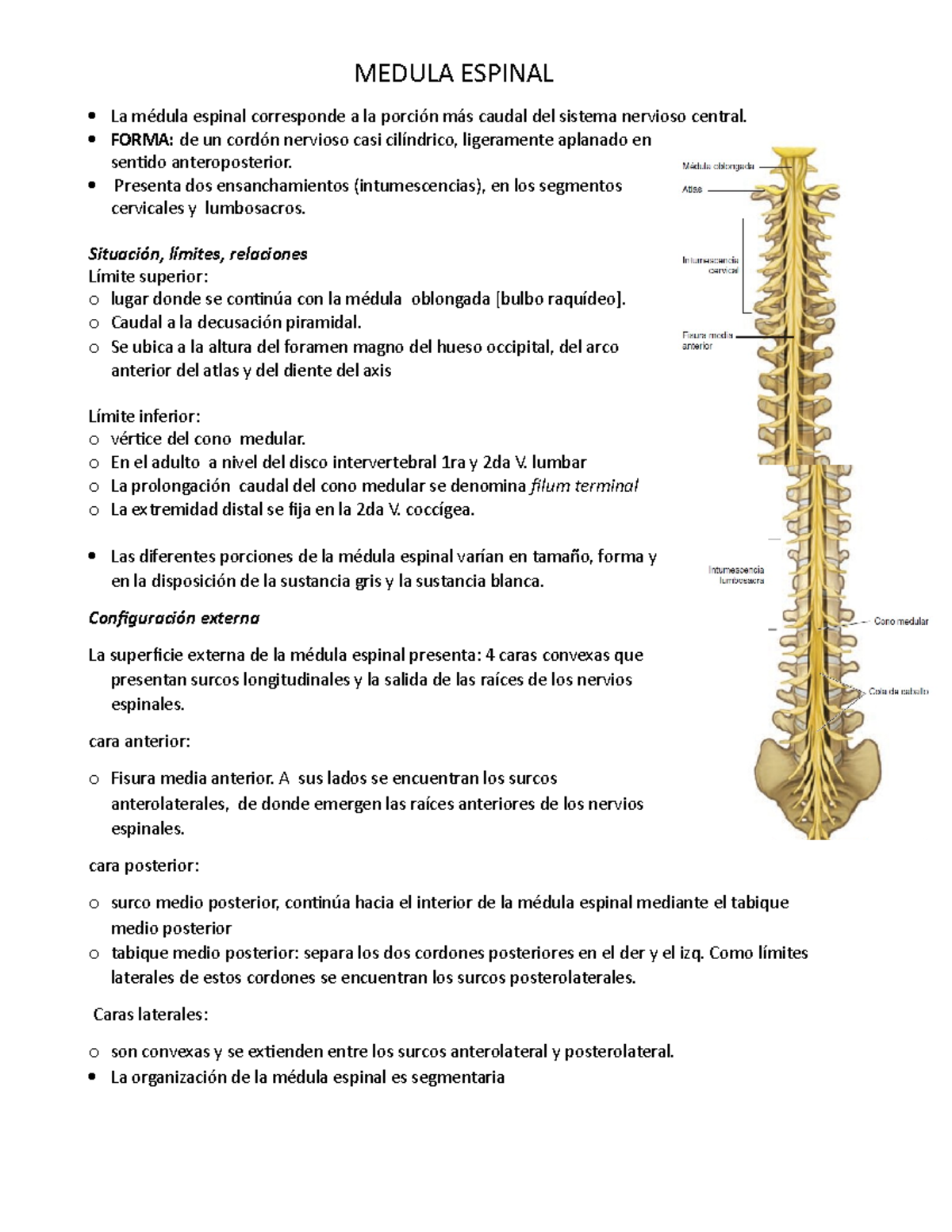 MORFOLOGIA DE LA MEDULA ESPINAL - ANÁLISIS ESTRUCTURAL Y FUNCIONAL ...