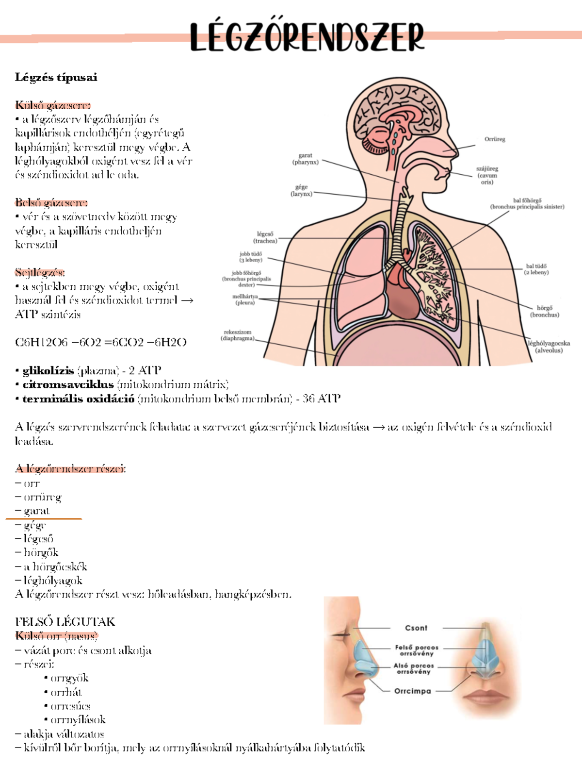Légzőrendszer anatómiája és gázcseréje jegyzet (Biológia) - Studocu