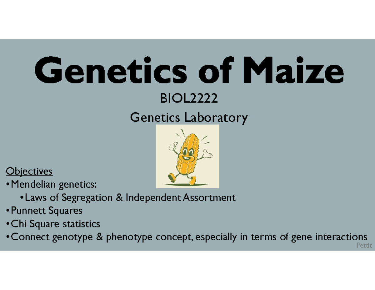 Genetics of Maize: BIOL2222 Lab Objectives & Key Concepts - Studocu