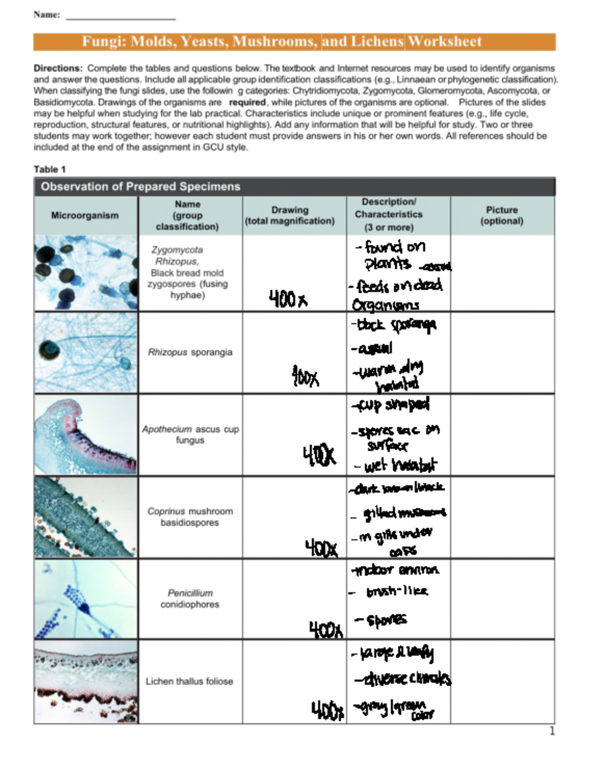Fungi Worksheet 2 - Name: Fungi: Molds, Yeasts, Mushrooms, and Lichens ...