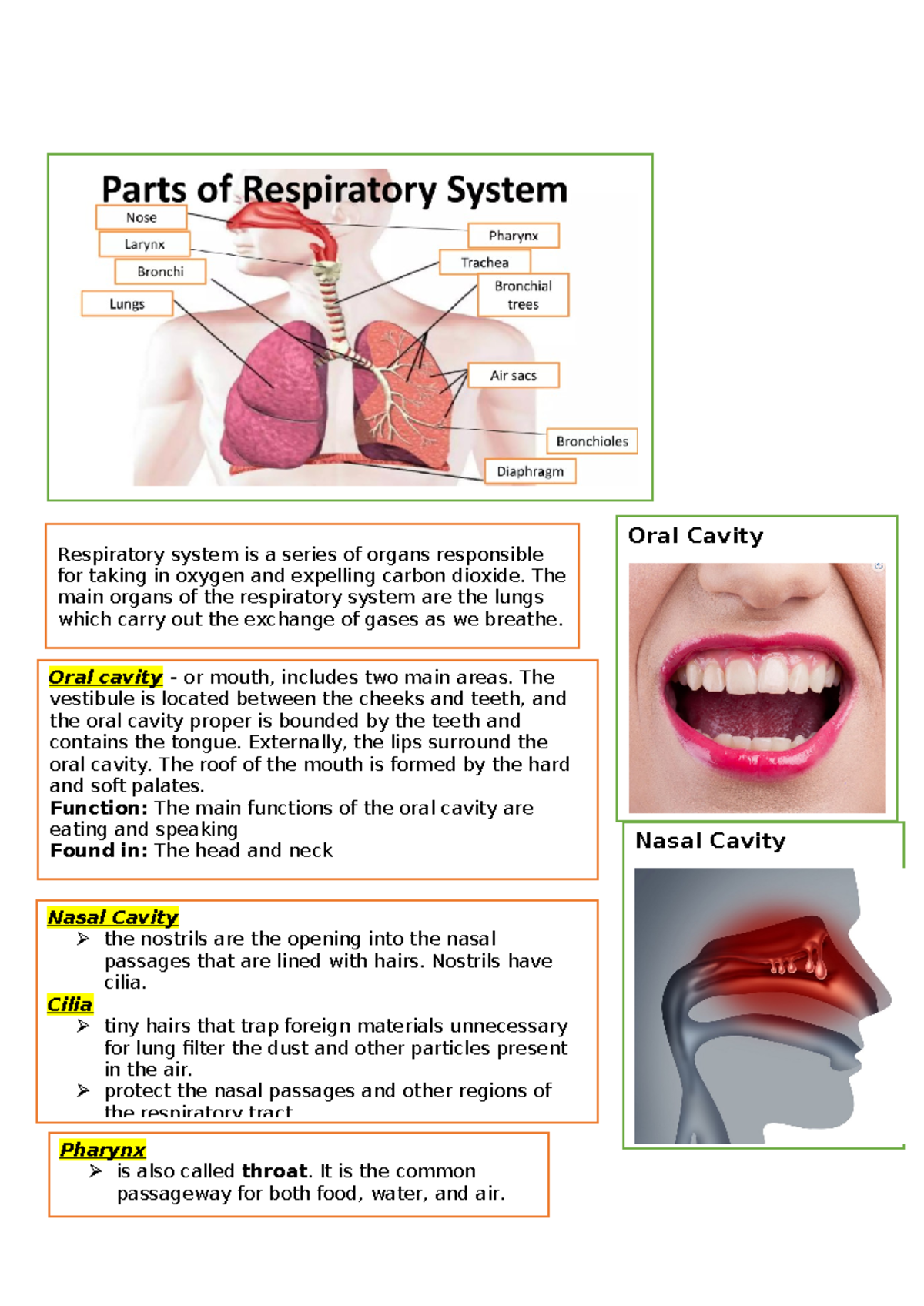 Respiratory System - . Oral cavity - or mouth, includes two main areas ...