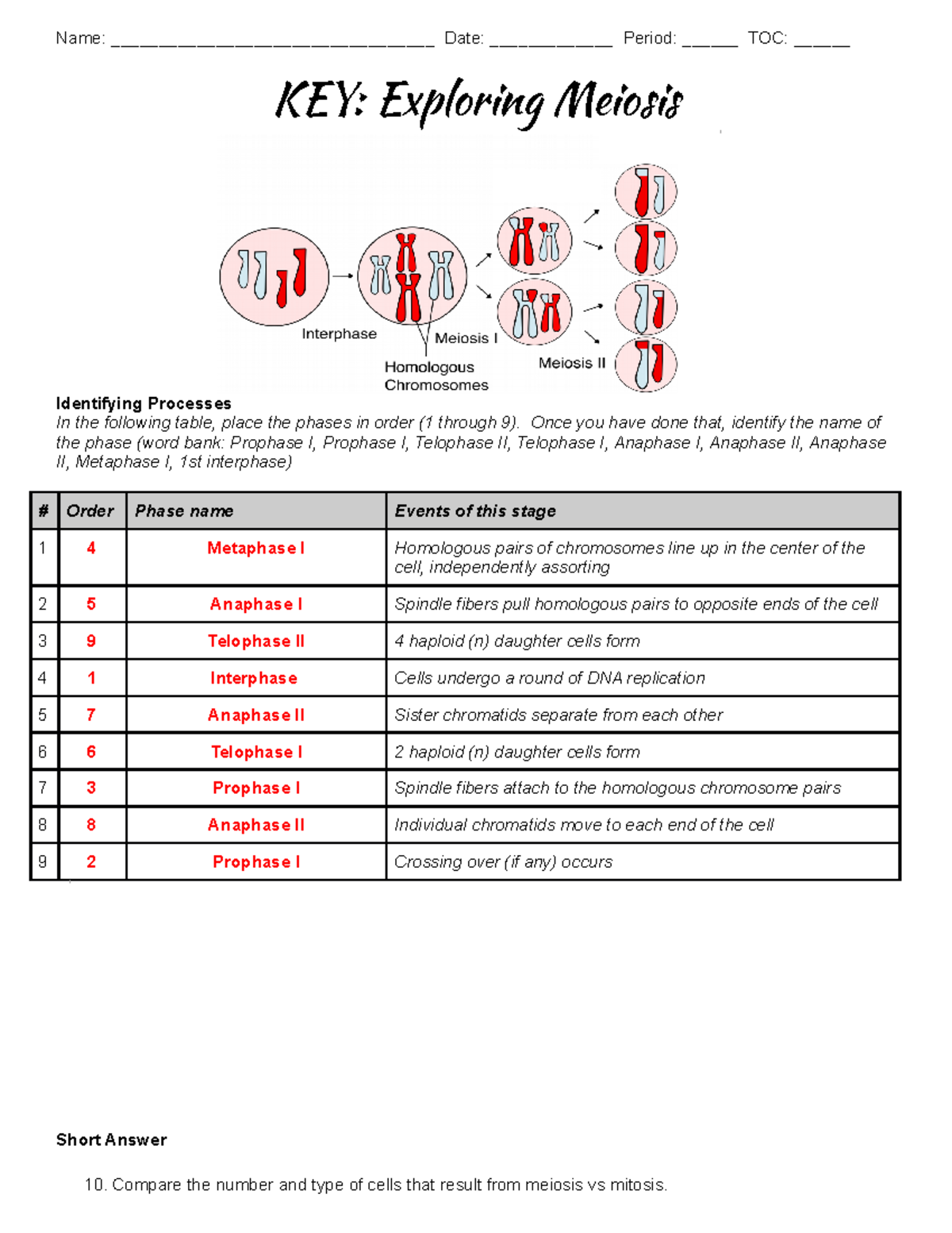 Meiosis Worksheet Answer Key