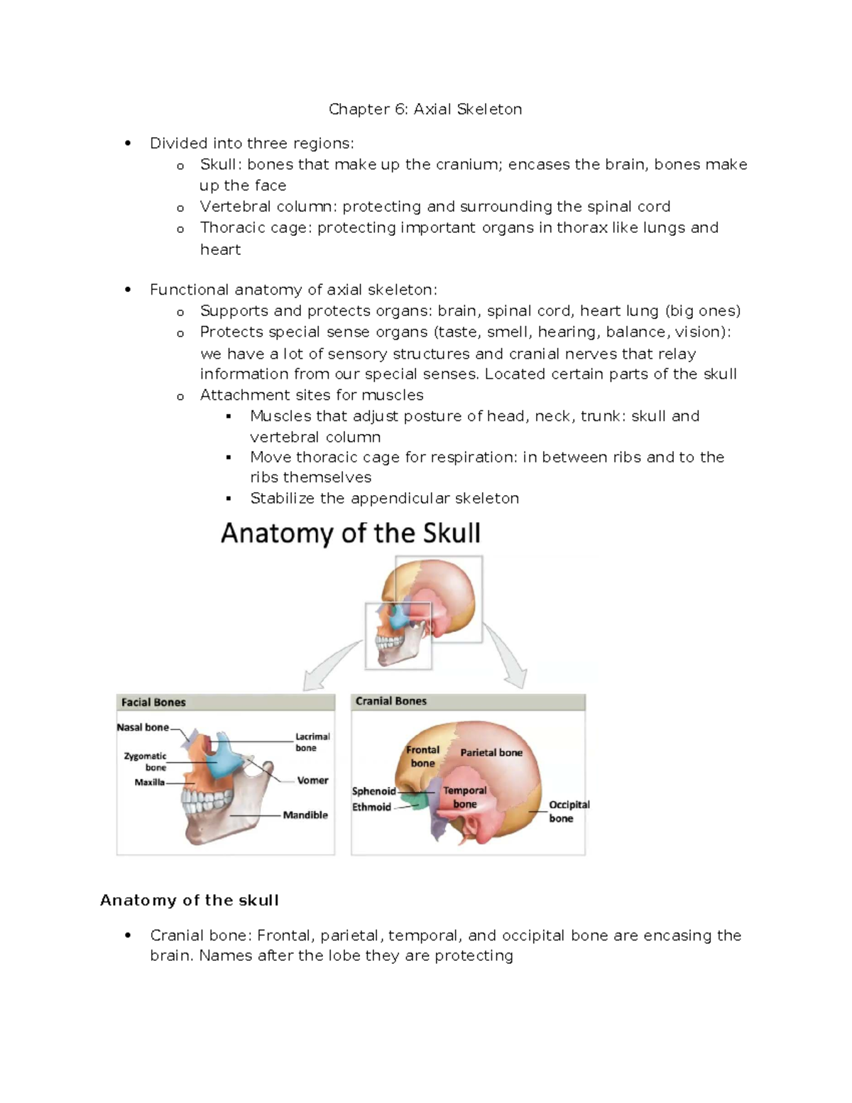 Chapter 6: Axial Skeleton Overview and Functional Anatomy - Studocu