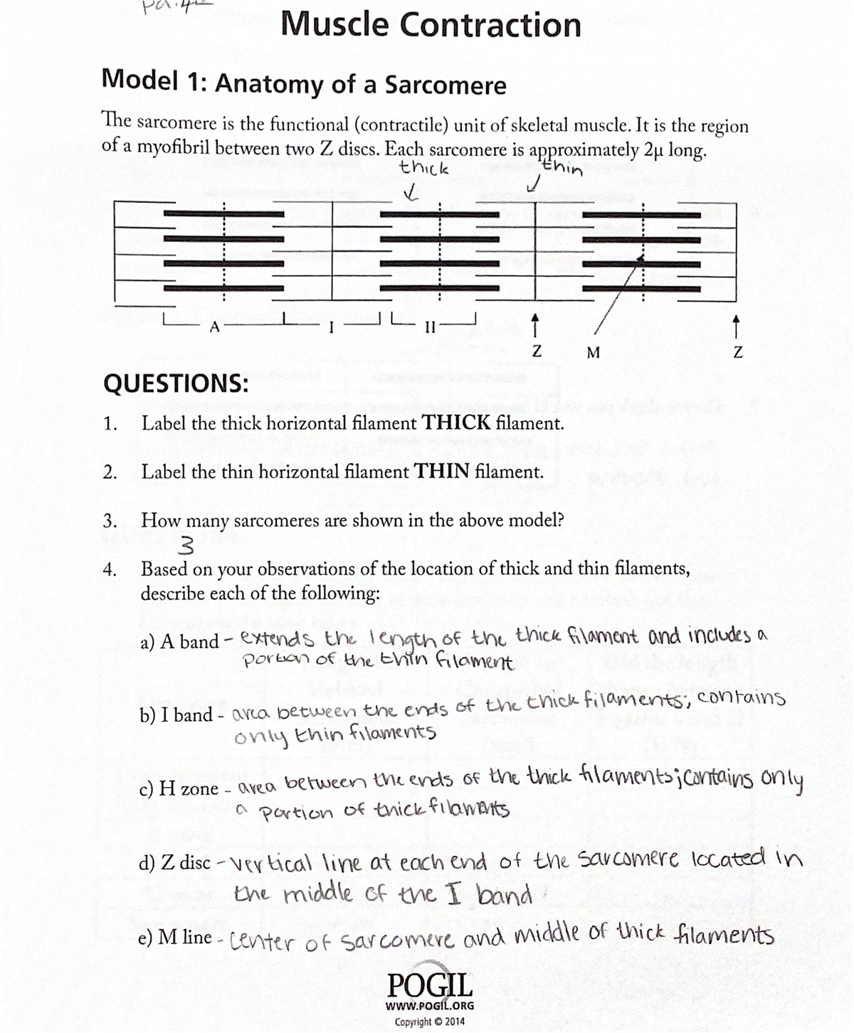 Muscle Contraction and Sarcomere Structure: POGIL Analysis - Studocu