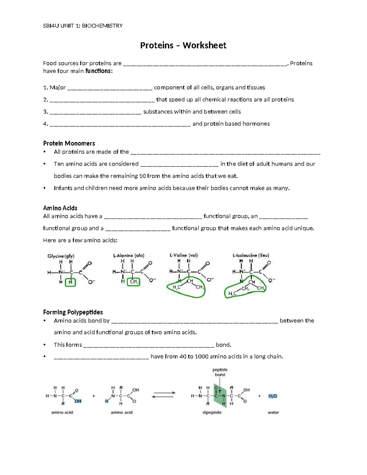 SBI4U Unit 1: Biochemistry Proteins Worksheet and Overview - Studocu