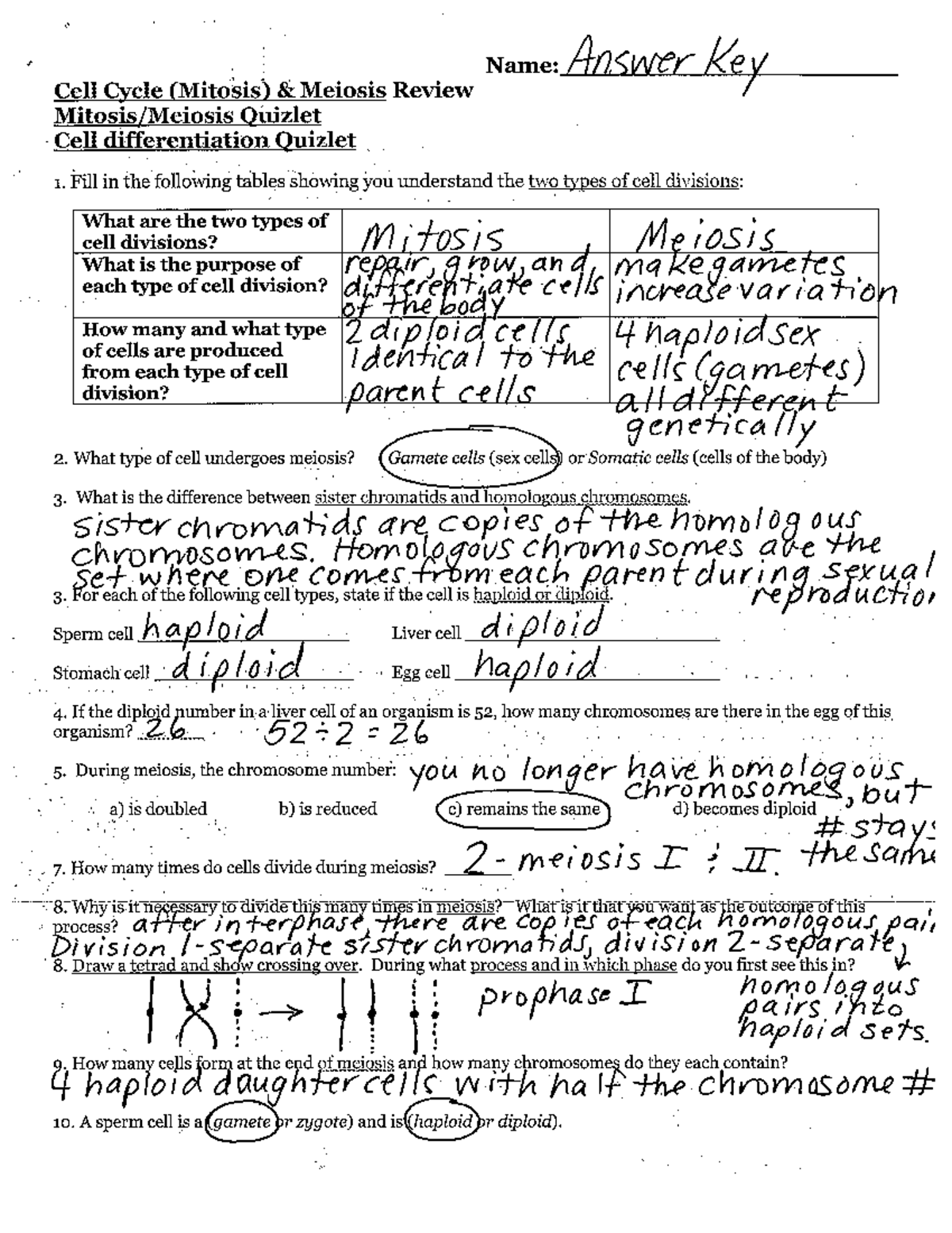Cell Cycle Review Quizlet: Mitosis & Meiosis Key (Final Exam) - Studocu