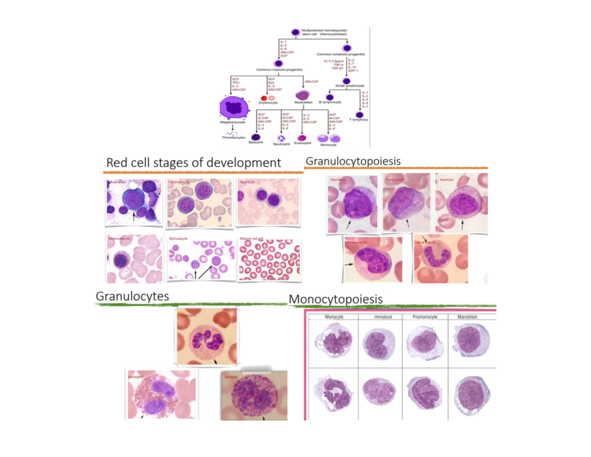 Prelims LAB: Hematopoietic Stem Cell Development Overview - Studocu