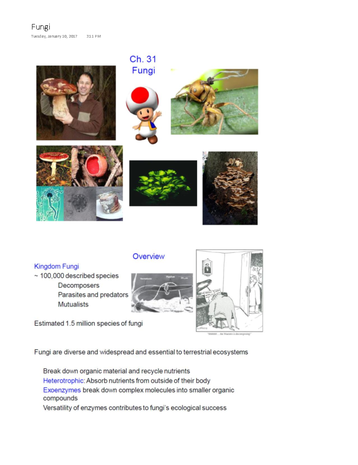 BIOL 1108 - Lecture Notes on Fungi and Their Functions - Studocu
